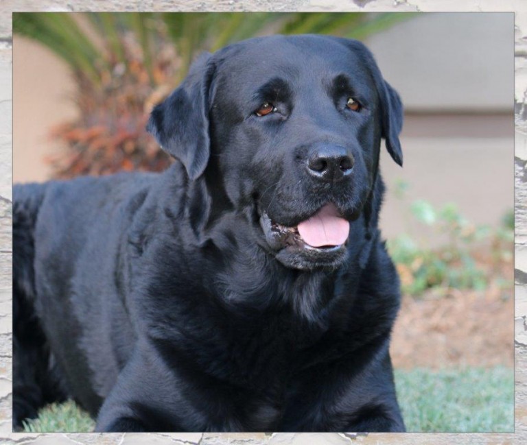 Champion Trotter - Black Male Labrador Retriever - Amadeuze Labradors