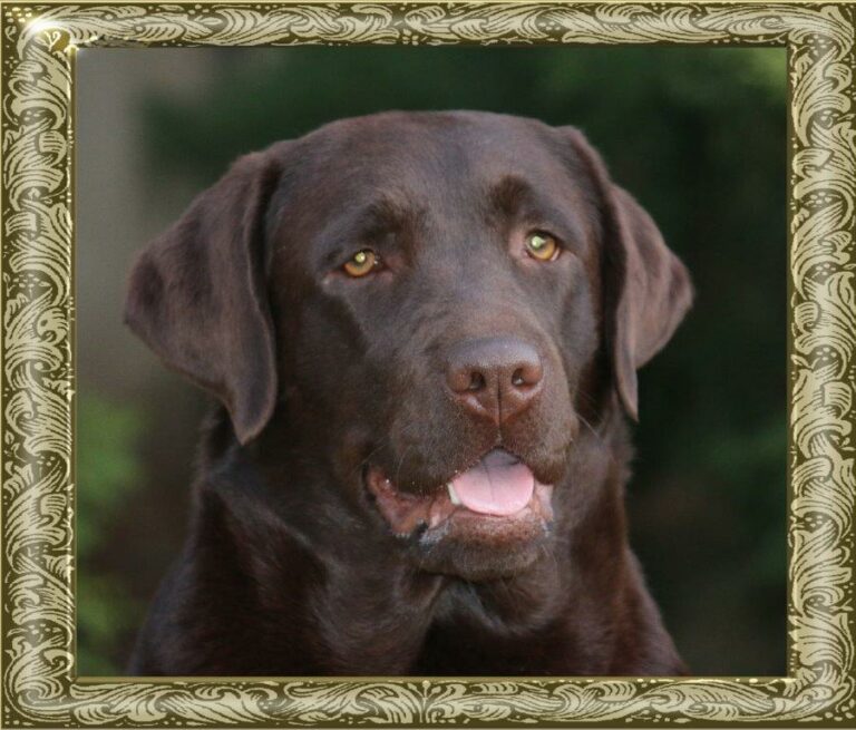 Champion Millie Female chocolate Labrador Retriever - Amadeuze Labradors